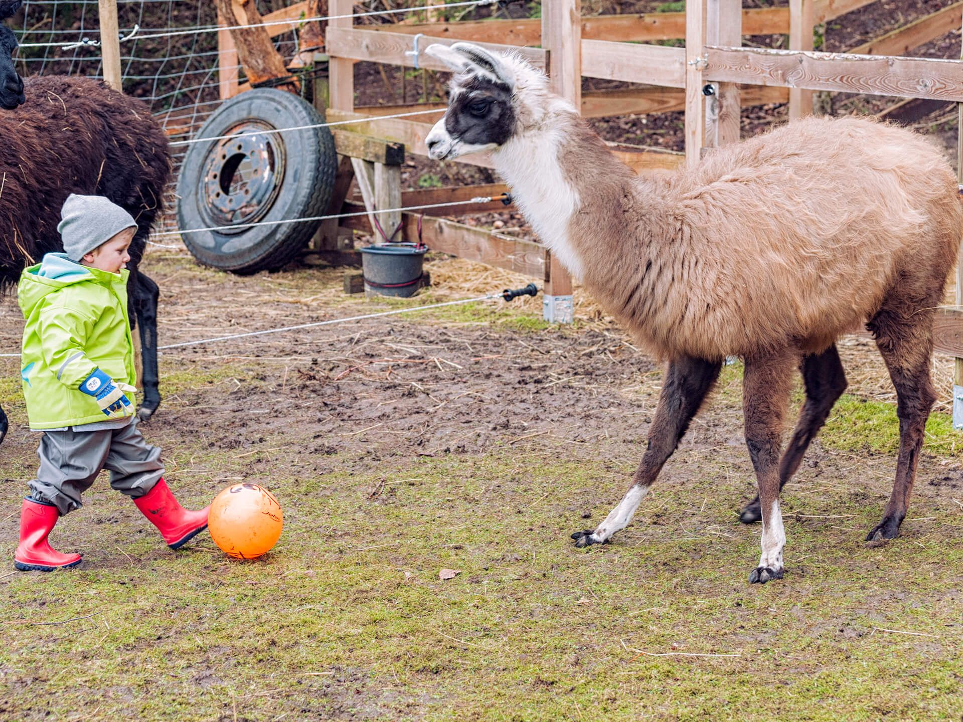 Die Lama-Karawane in Schönwalde am Bungsberg